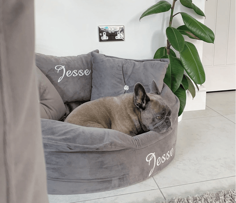 Creating a Pet Friendly Haven: The Best Flooring Options for Your Furry ...